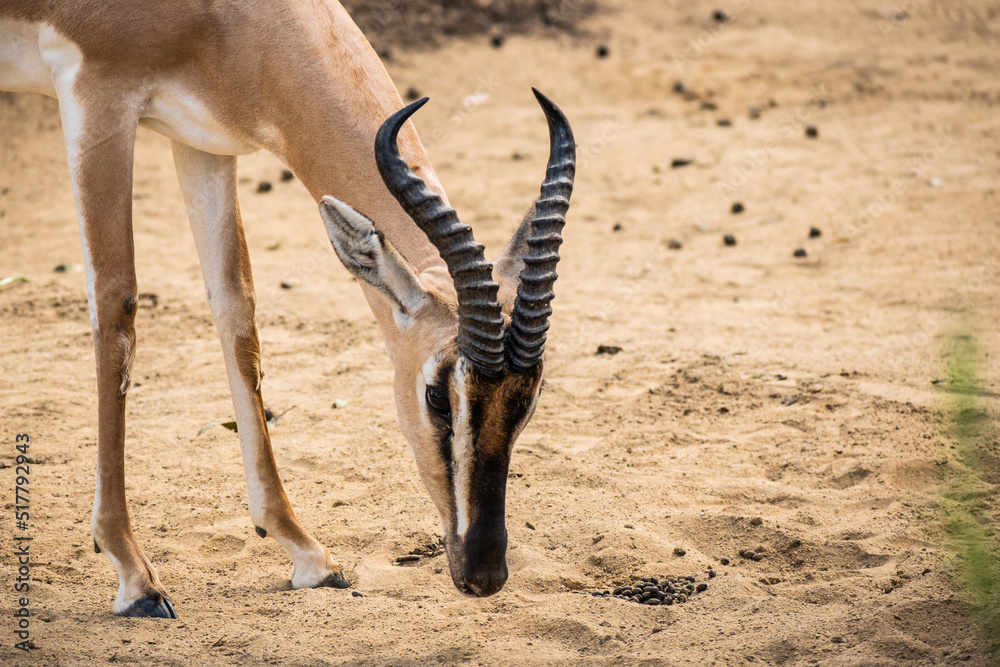 impala Stock Photo | Adobe Stock