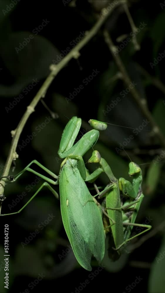VERTICAL VIDEO: Two male sits on the female Praying mantises copulate ...