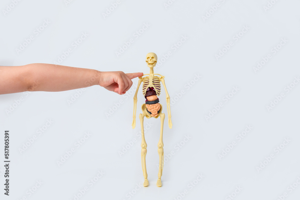 small children's hand touches with a finger a toy skeleton with ...