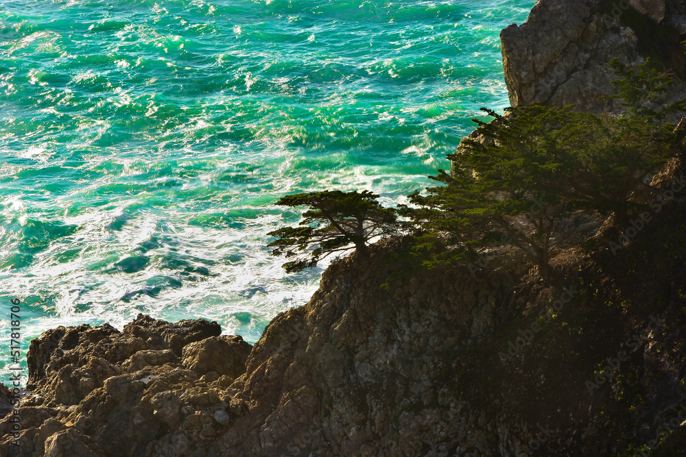 Monterey Cypress Trees (Cupressus macrocarpa) Growing on the Steep ...