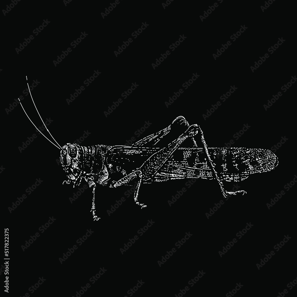 Desert Locust hand drawing vector illustration isolated on black ...
