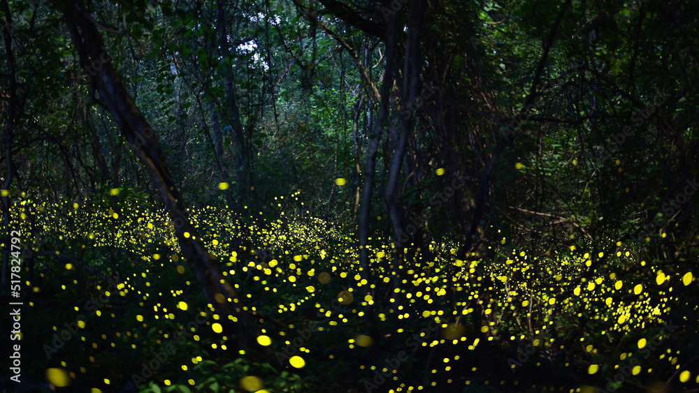 Abstract and bokeh light firefly flying in the forest. Fireflies ...