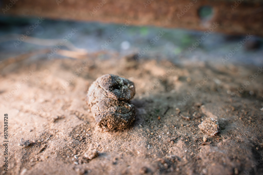 Fresh chicken poop close-up. Litter of domestic chickens Stock Photo ...