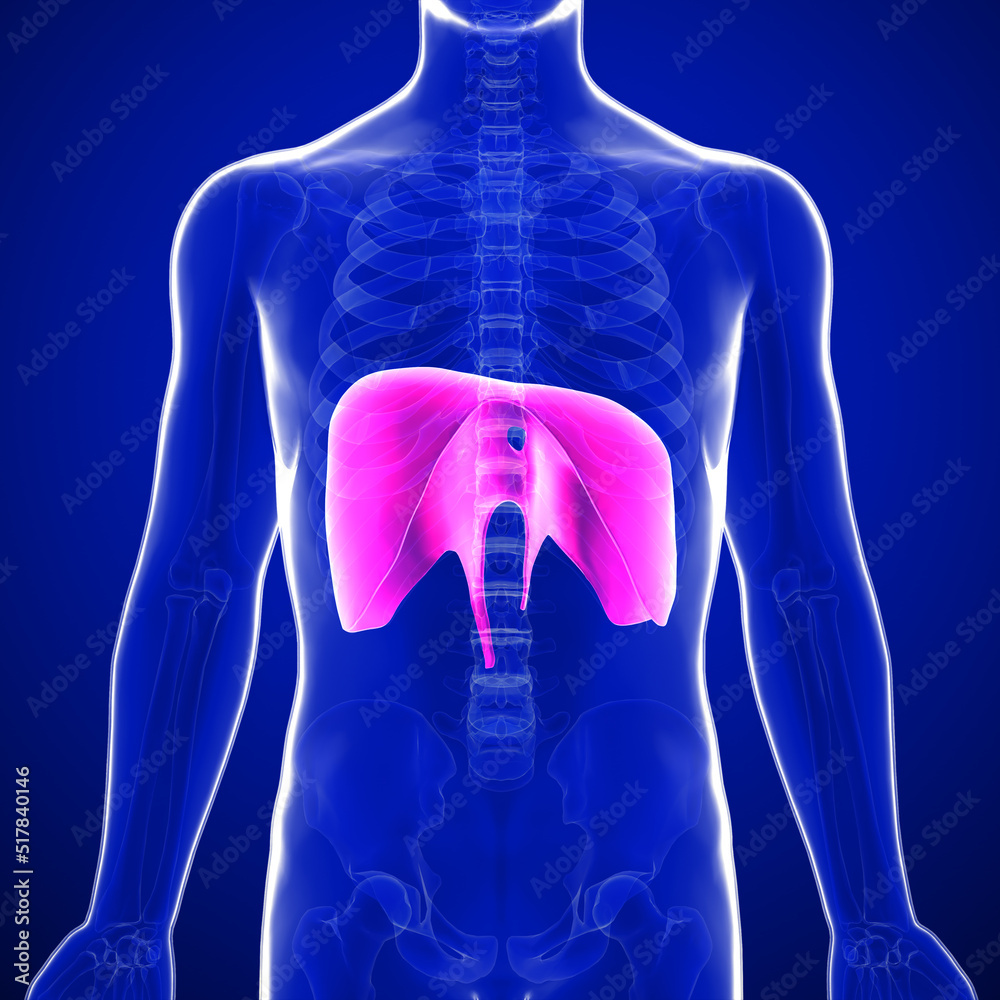 Diaphragm, dome-shaped, muscular and membranous structure that ...