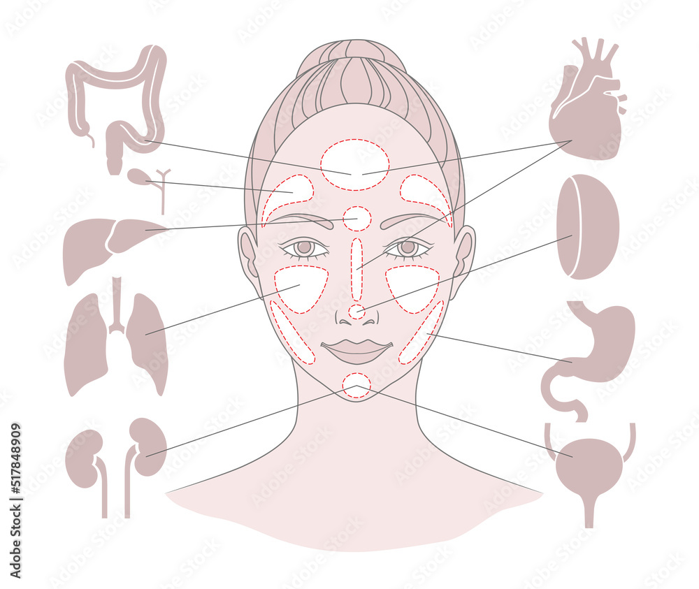 Markers of reflexology zones. Projection of the internal organs on the ...