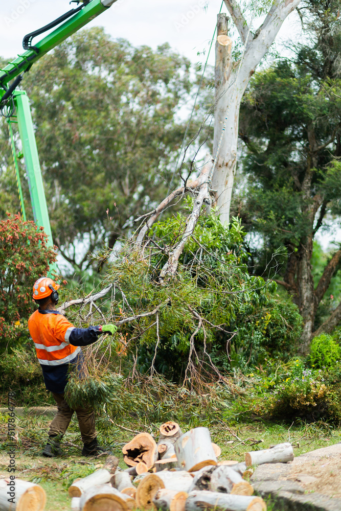 Arborist removing branches off dying gum tree safely wearing protective ...