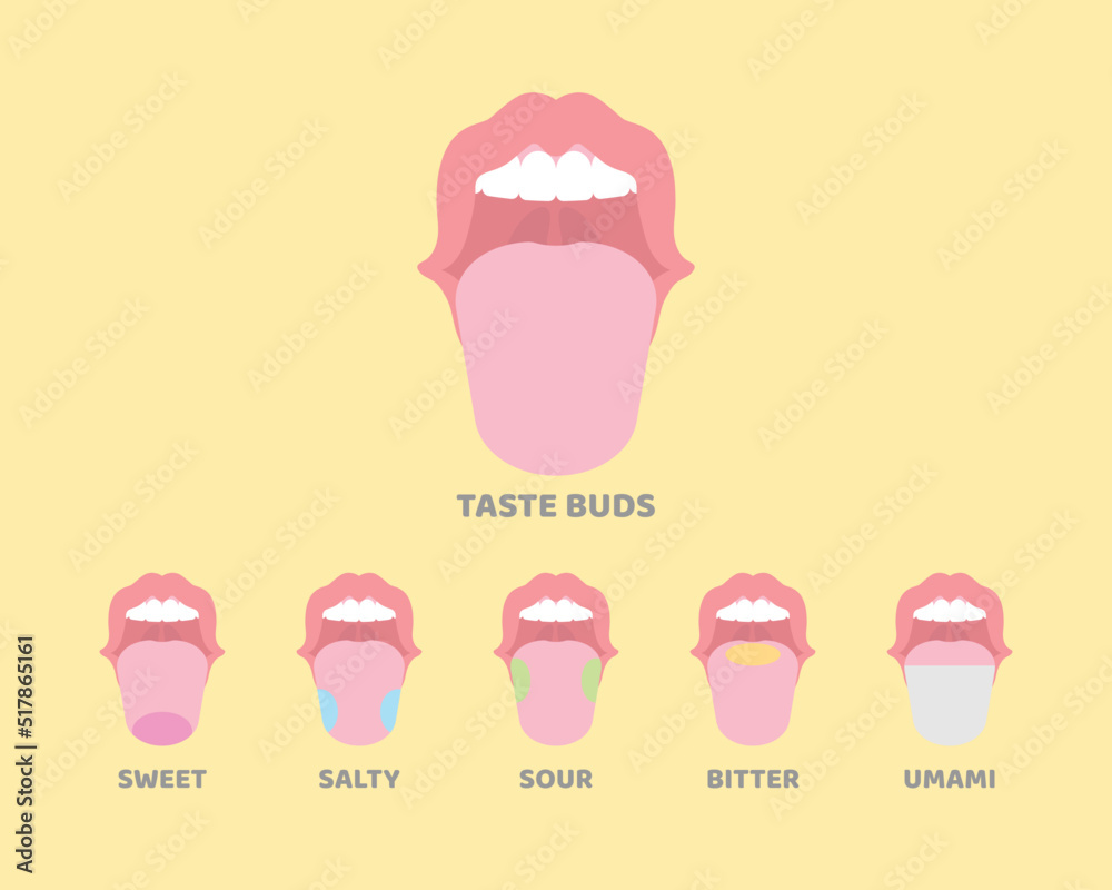 oral, mouth, tongue, taste buds, internal organs anatomy body part ...
