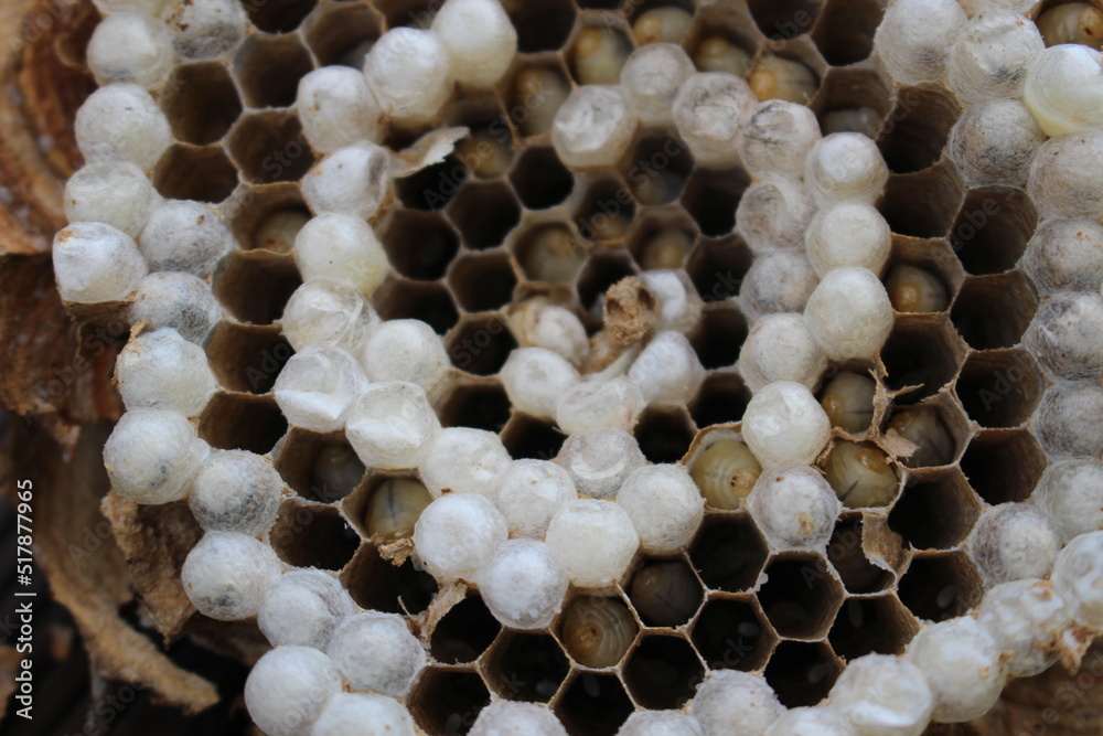 벌집, 말벌집, 벌, 꿀벌, 벌통, 애벌레 beehive, wasp, bee, bee, hive, larva Stock ...