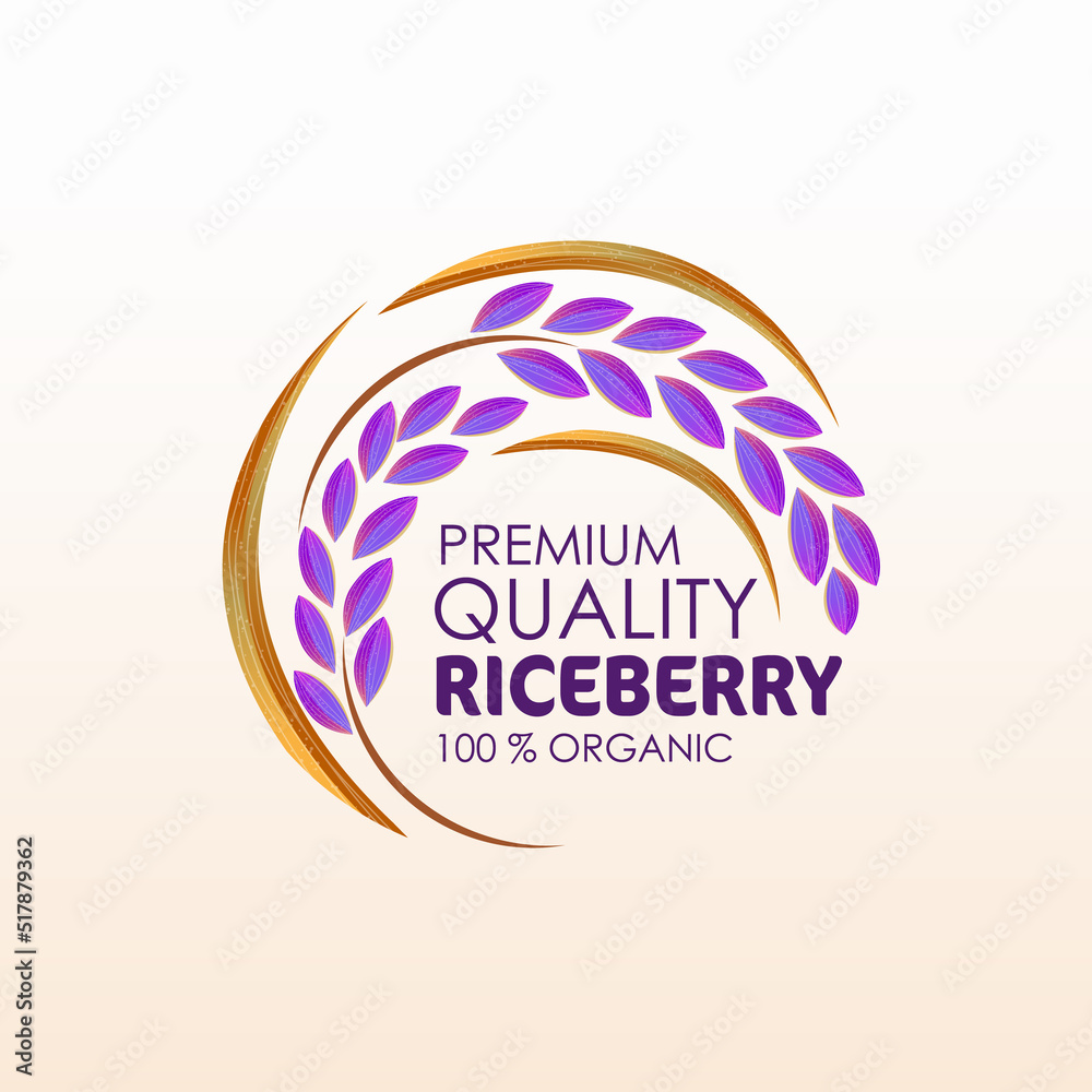 Vetor de organic paddy rice, ear of paddy, ears of Thai riceberry rice ...