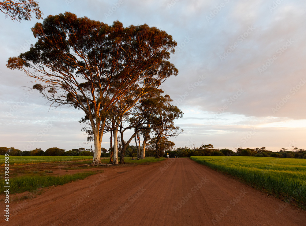gum trees in golden light beside gravel road through farm land Stock ...