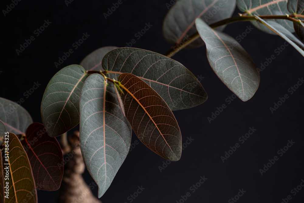Phyllanthus Mirabilis leaves close up with isolated black background ...