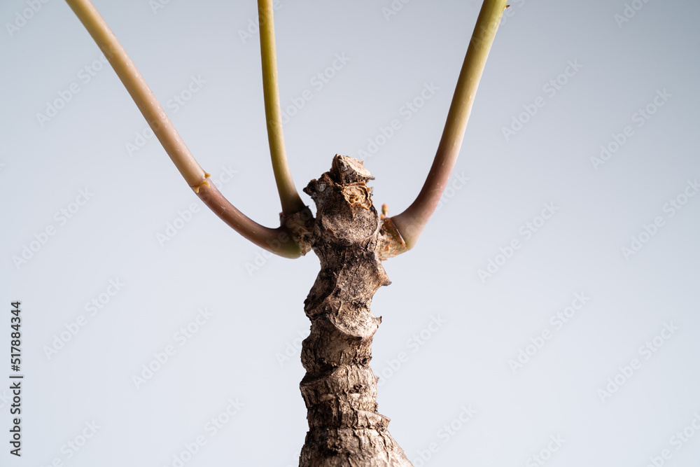 Phyllanthus Mirabilis caudex close up with isolated grey background ...