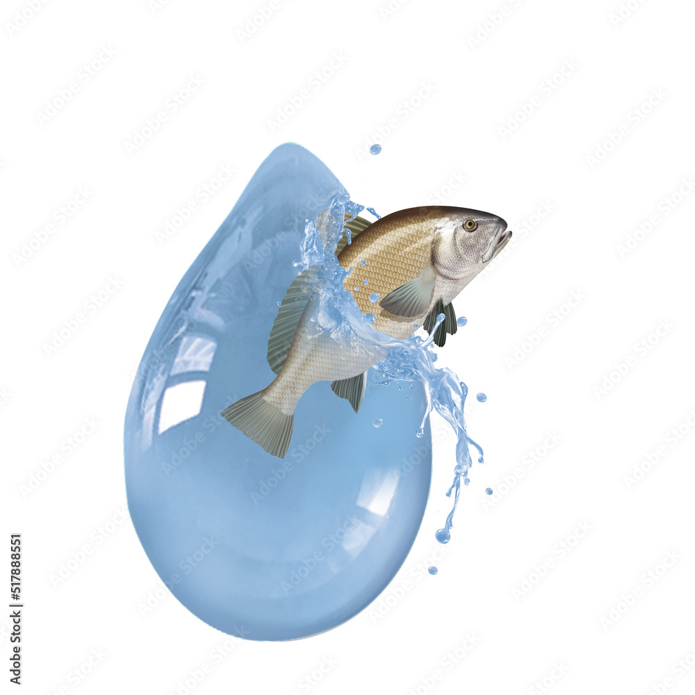 Ilustrace „corbe , poisson, pêche, aliment, argent, fruits de mer, eau ...