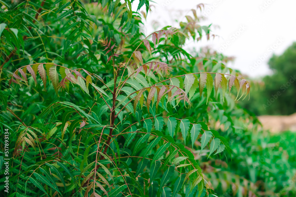 Neem tree showing compound leaves and bunches of small fruit,closed up ...