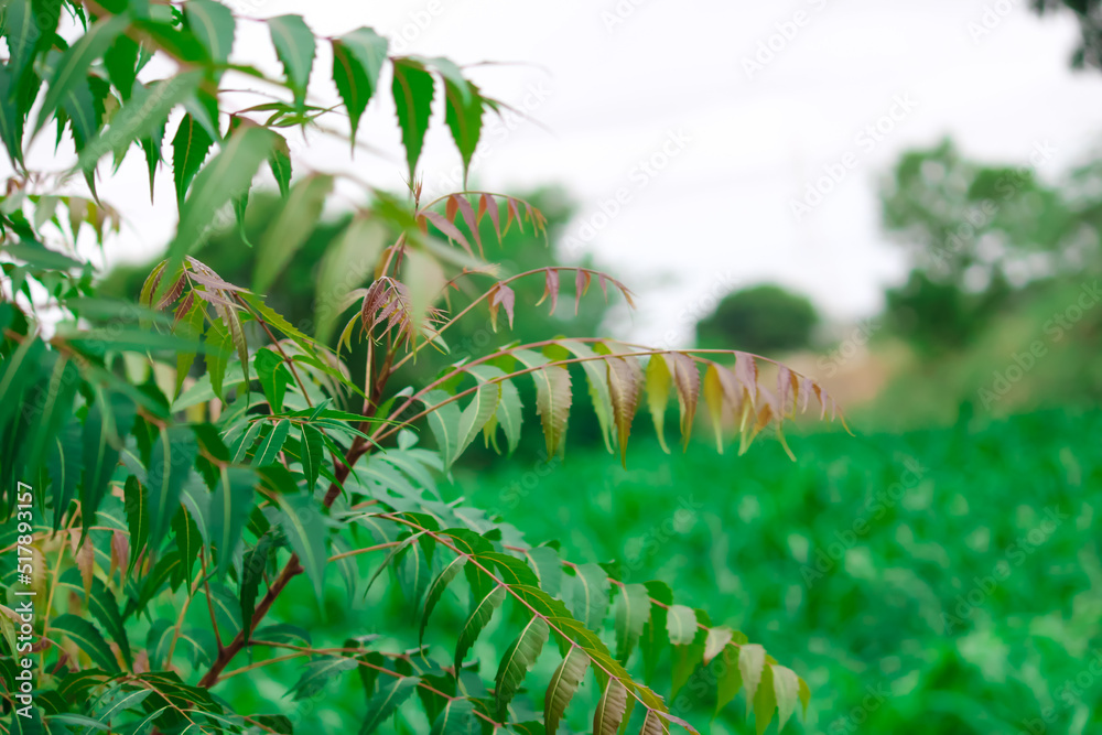 Neem tree with natural fruit,common known as neem,ayurveda tree ...