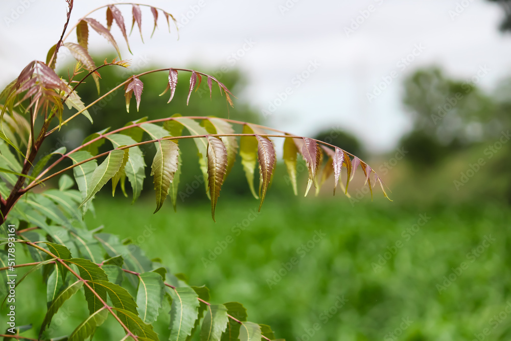 Azadirachta indica seeds hanging on tree,neem tree or Indian lilac ...