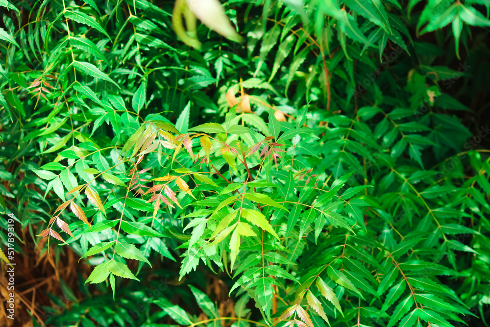 medicinal neem leaves,neem with leaves natural background,azadirachta ...