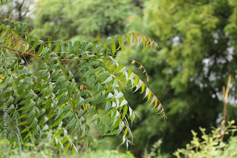 Neem leaf blur background,azadirachta indica - commonly known as neem ...