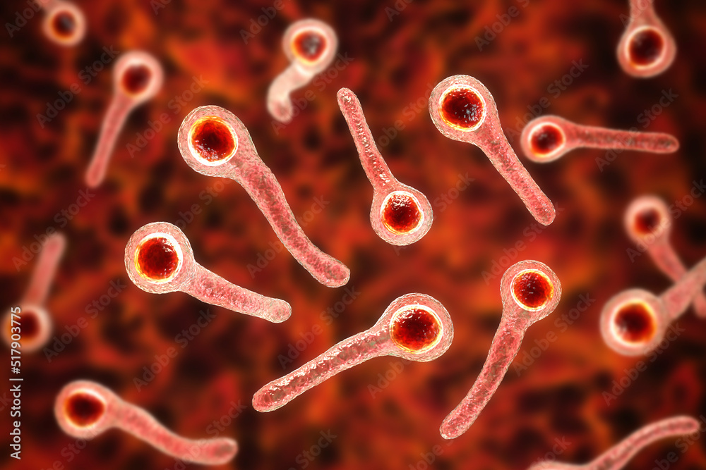 Clostridium tetani bacteria Stock Illustration | Adobe Stock