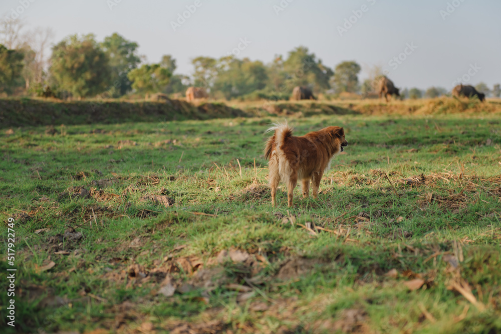 Rear view of dog standing in farm and looking forward in sunny day ...