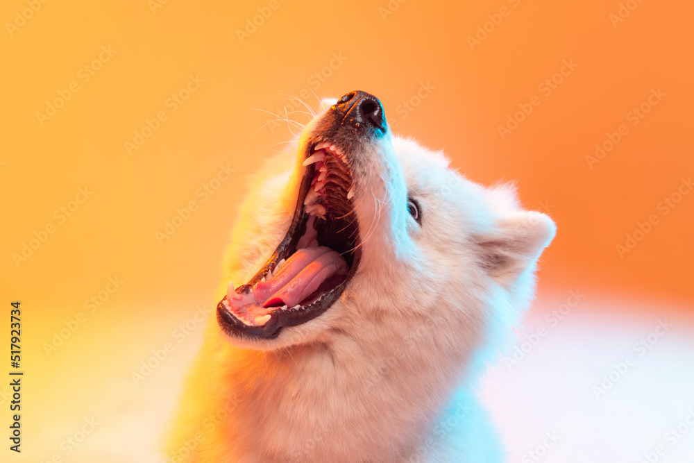 Half-length portrait of adorable cute white Samoyed dog posing isolated ...