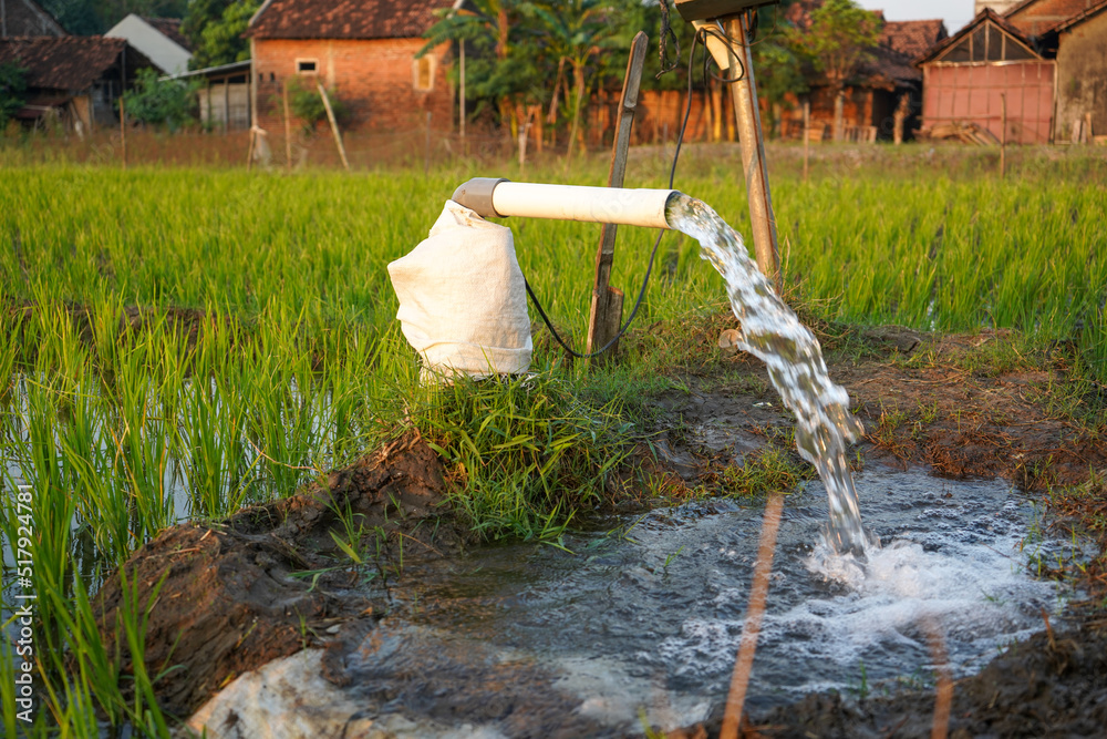 Irrigation of rice fields using pump wells with the technique of ...