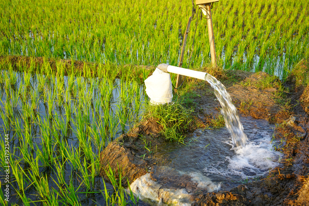 Irrigation of rice fields using pump wells with the technique of ...