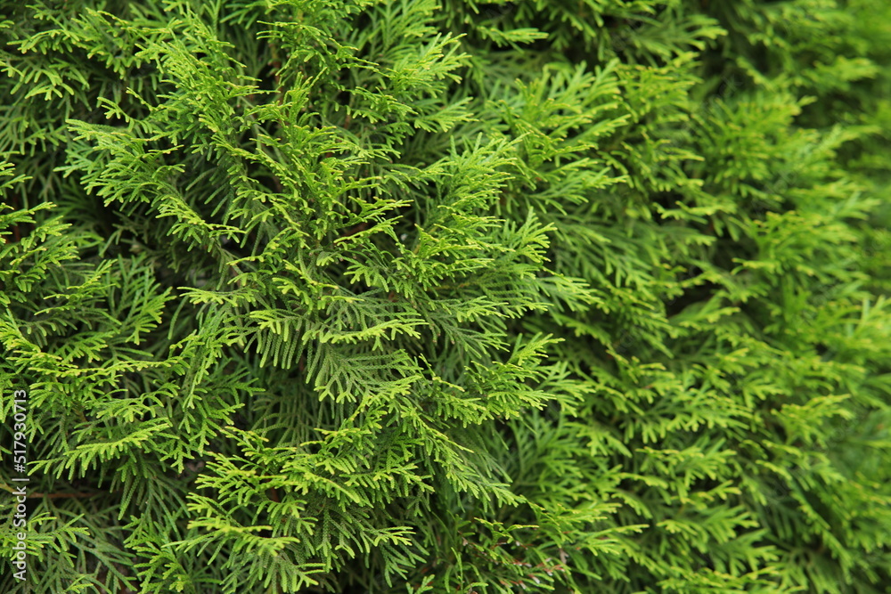 tuya east is green coniferous tree. young cypress trees branches and ...
