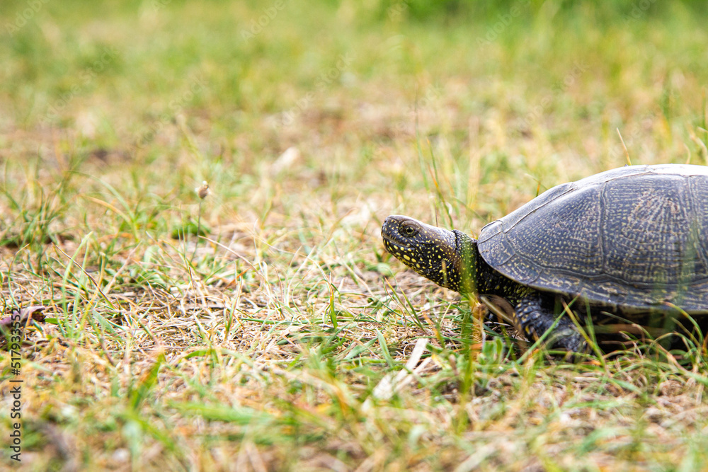 Turtles walking on grass. Close up view of land turtle Stock Photo ...