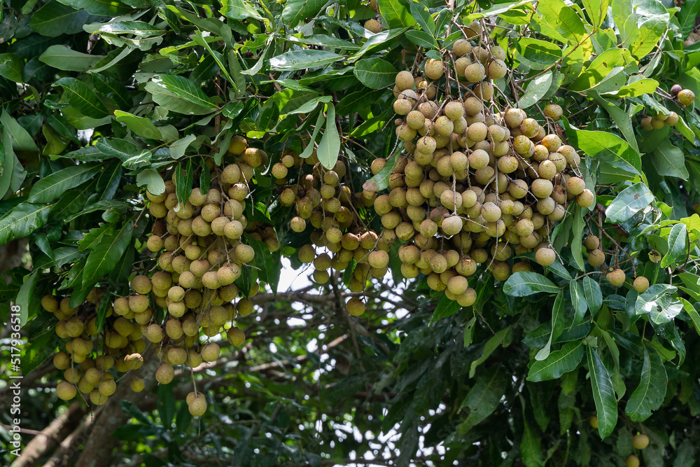 Longan tree at the Longan orchard, Longan orchard, Tropical fruit fresh ...