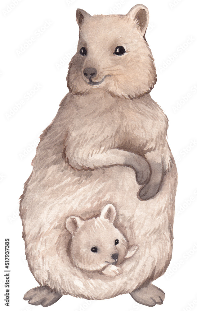 Watercolor quokka with baby illustration. Hand drawn australian animals ...