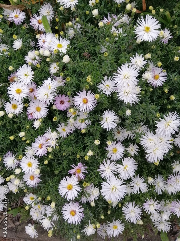 compact spherical bush with white flowers similar to daisies. Blooming ...