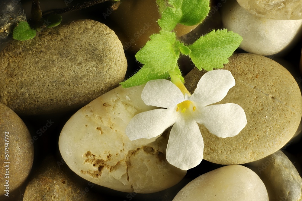 Foto de Isolated flower of Water Hyssop (Bacopa monnieri) growing ...