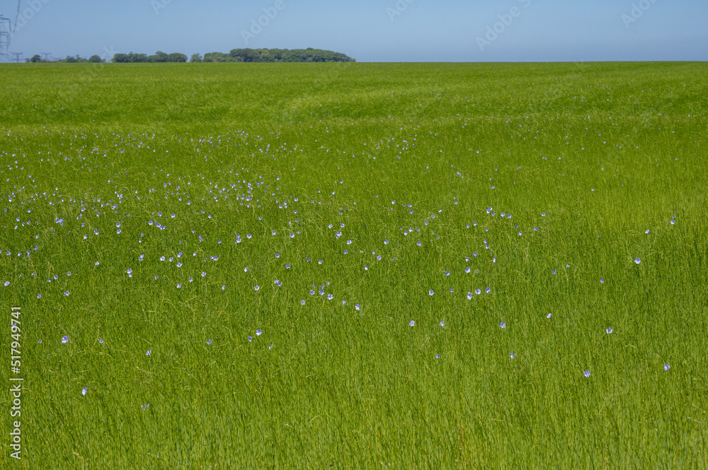 Green fields of flax linen plants in agricultural Pays de Caux ...