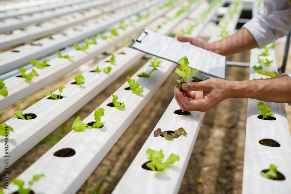 Fresh vegetable hydroponic system..Organic vegetables salad growing ...