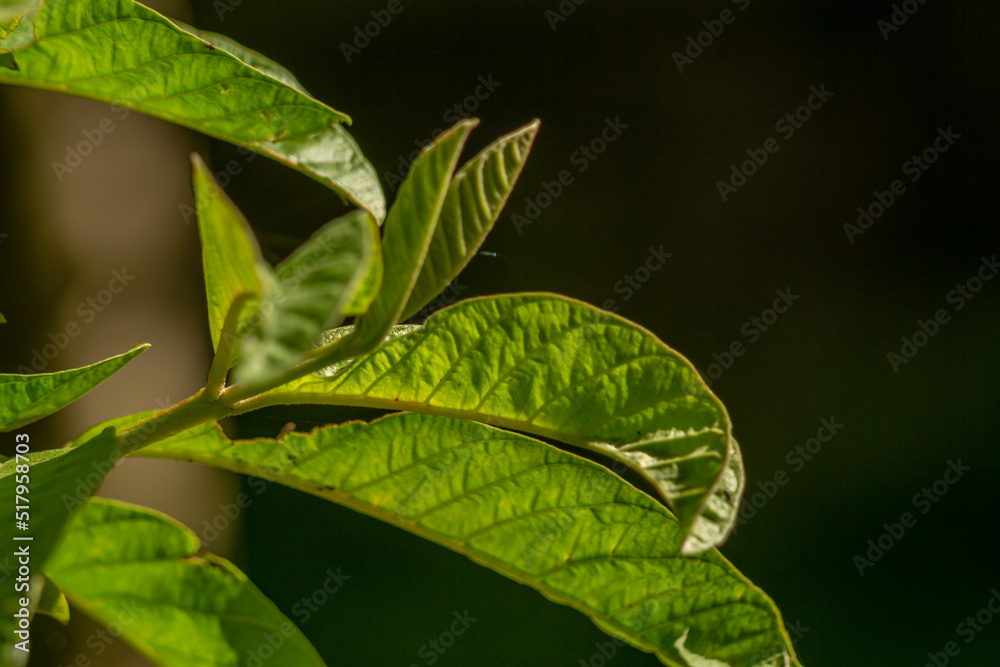 The leaves of the guava plant are green and have a thick texture with ...