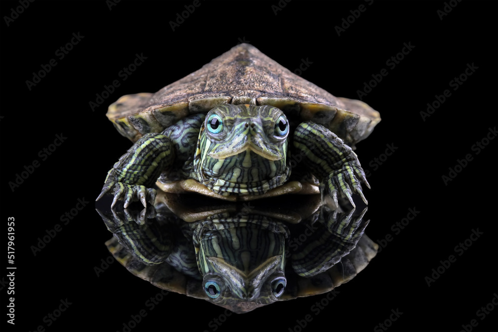 Red ear turtle on reflection, Brazilian turtle, Trachemys scripta ...
