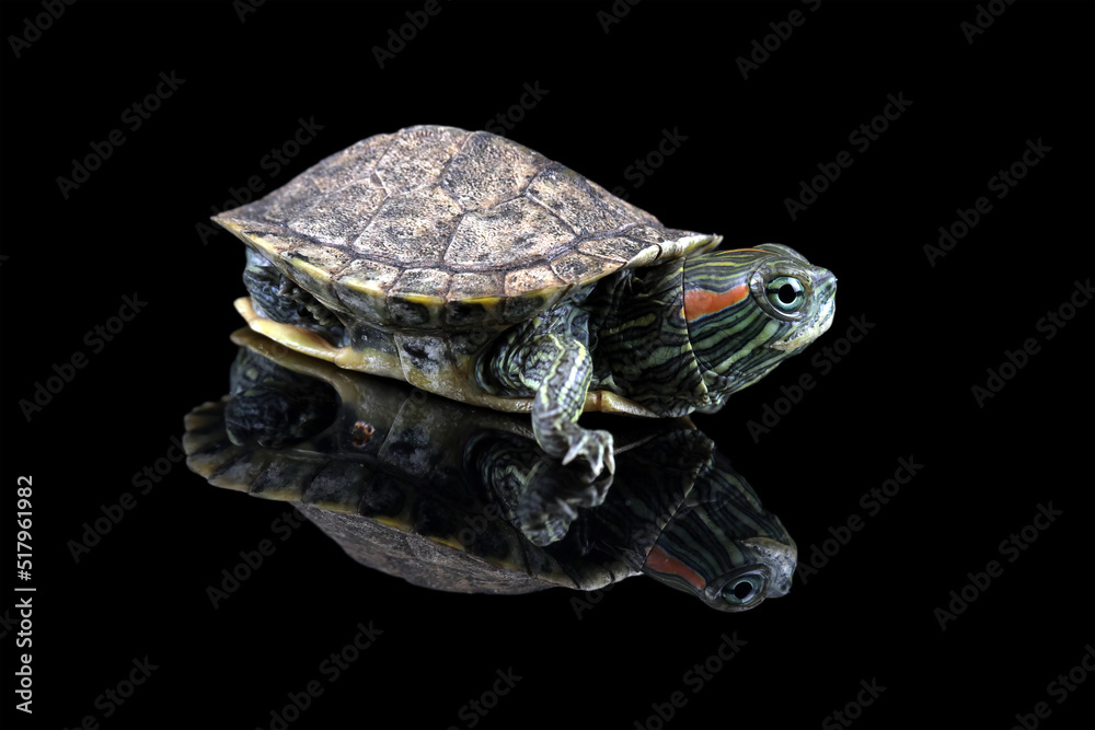 Red ear turtle on reflection, Brazilian turtle, Trachemys scripta ...