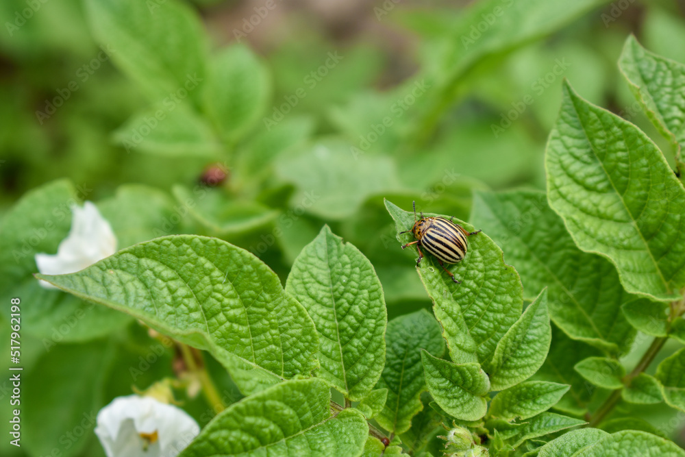 A Colorado potato beetle eats large potato leaves in close-up. Adult ...