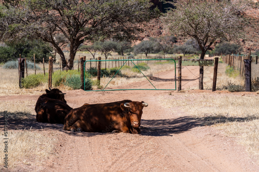 2 cattle lie in front of a gate on a farm in Namibia Stock Photo ...
