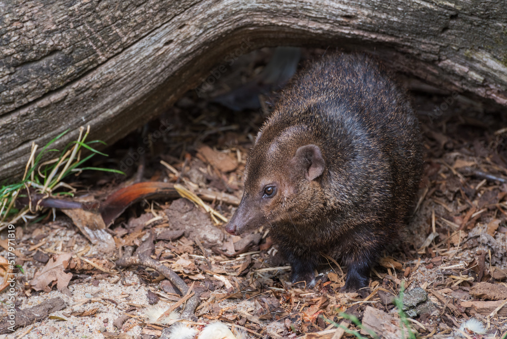 Common Cusimanse, Crossarchus obscurus, the long-nosed kusimanse Stock ...