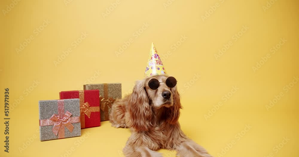 English Cocker Spaniel Wearing Party Hat and Many Gifts on a Yellow ...