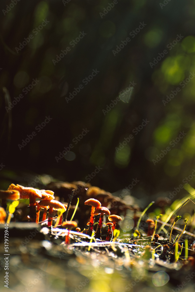 Hongos Fujis chilenos pequeños entre el pasto en el bosque con luz del ...