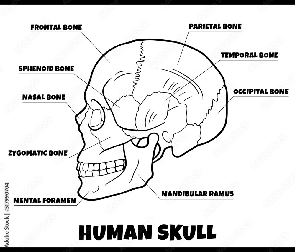 human skull bones anatomy diagram illustration Stock Vector | Adobe Stock