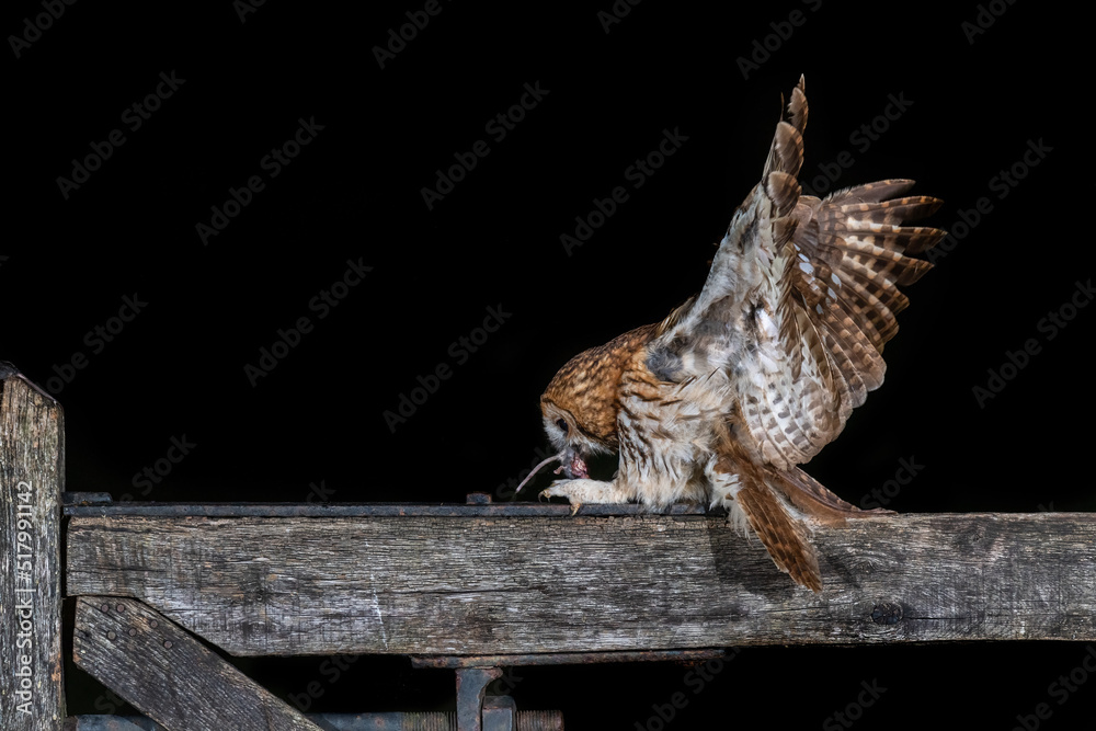 Foto de Taken at night using flash is a tawny owl landing on a wooden ...