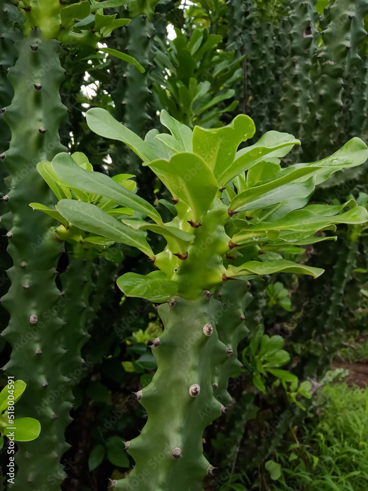 Indian green cactus plant Euphorbia ingens Stock Photo | Adobe Stock