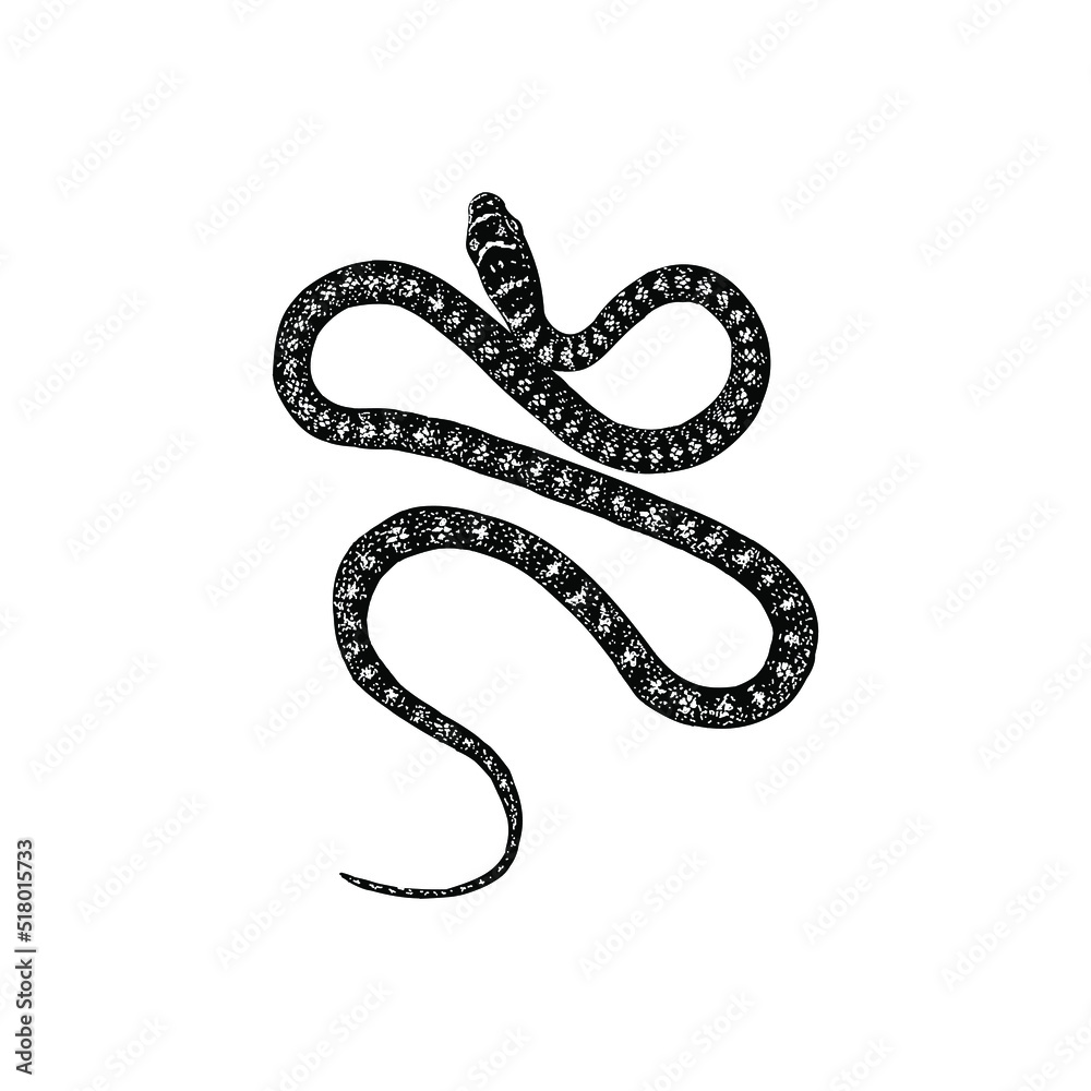 Paradise Flying Snake hand drawing vector illustration isolated on ...