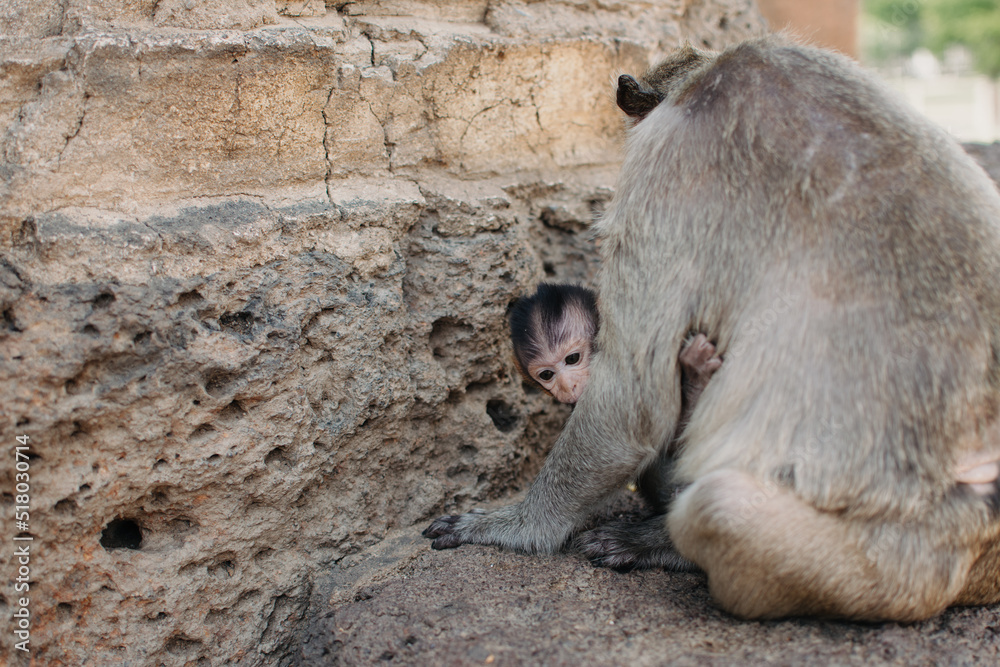Long Tail Macaque baby drinking milk from his mother. Mother and child ...