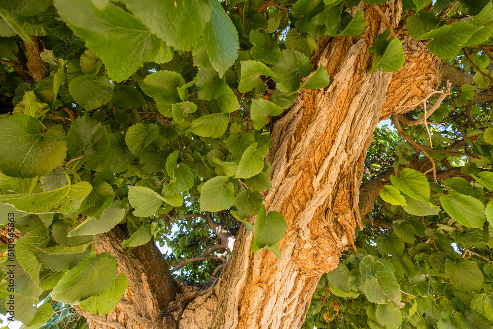 Morus nigra, ermita de la Virgen del Moral, siglo XVIII, El Poyo del ...