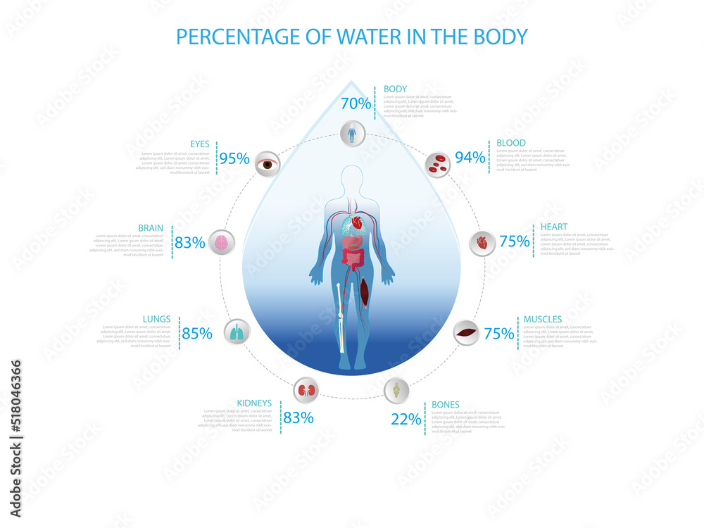 Percentage of water in the human body.infographic with the percentage ...